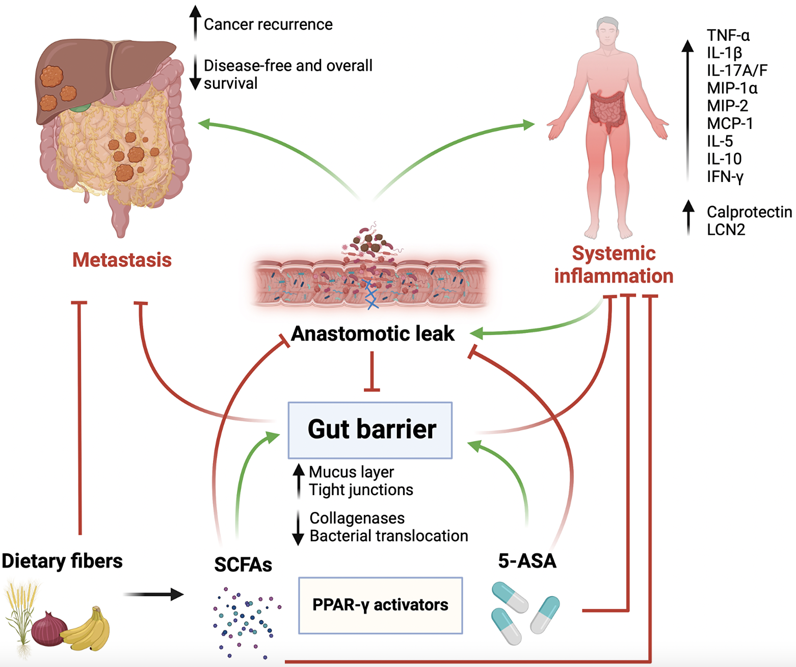 Role of the Gut Barrier in Colorectal Cancer Treatment | Oncotarget
